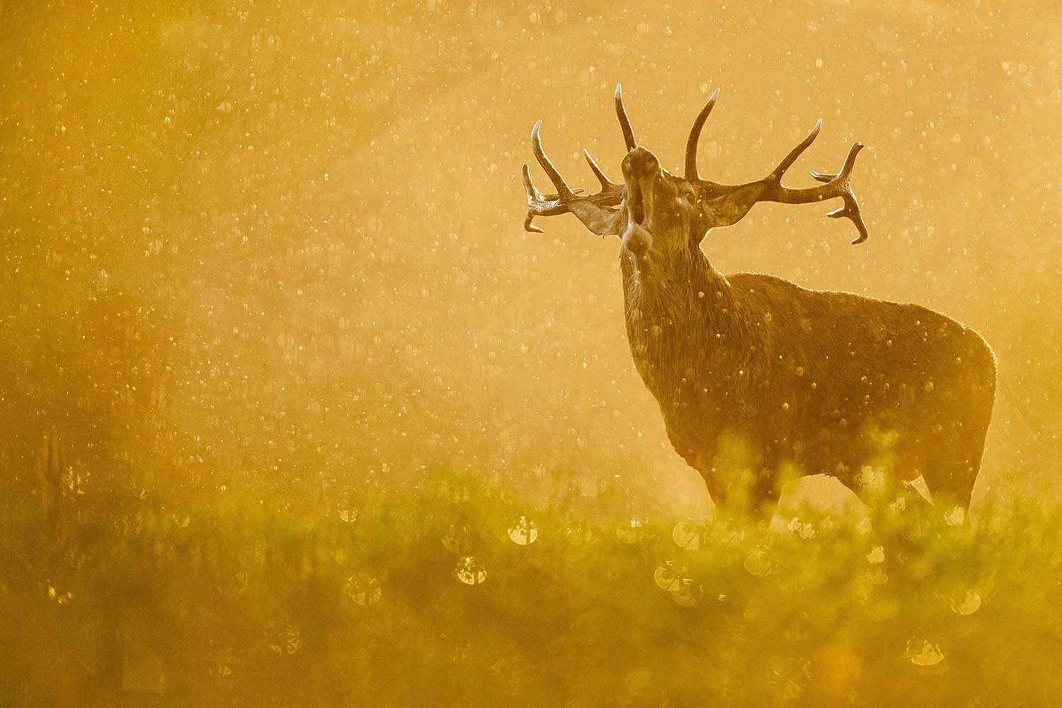 Hogya Istvan - Insearch.pk