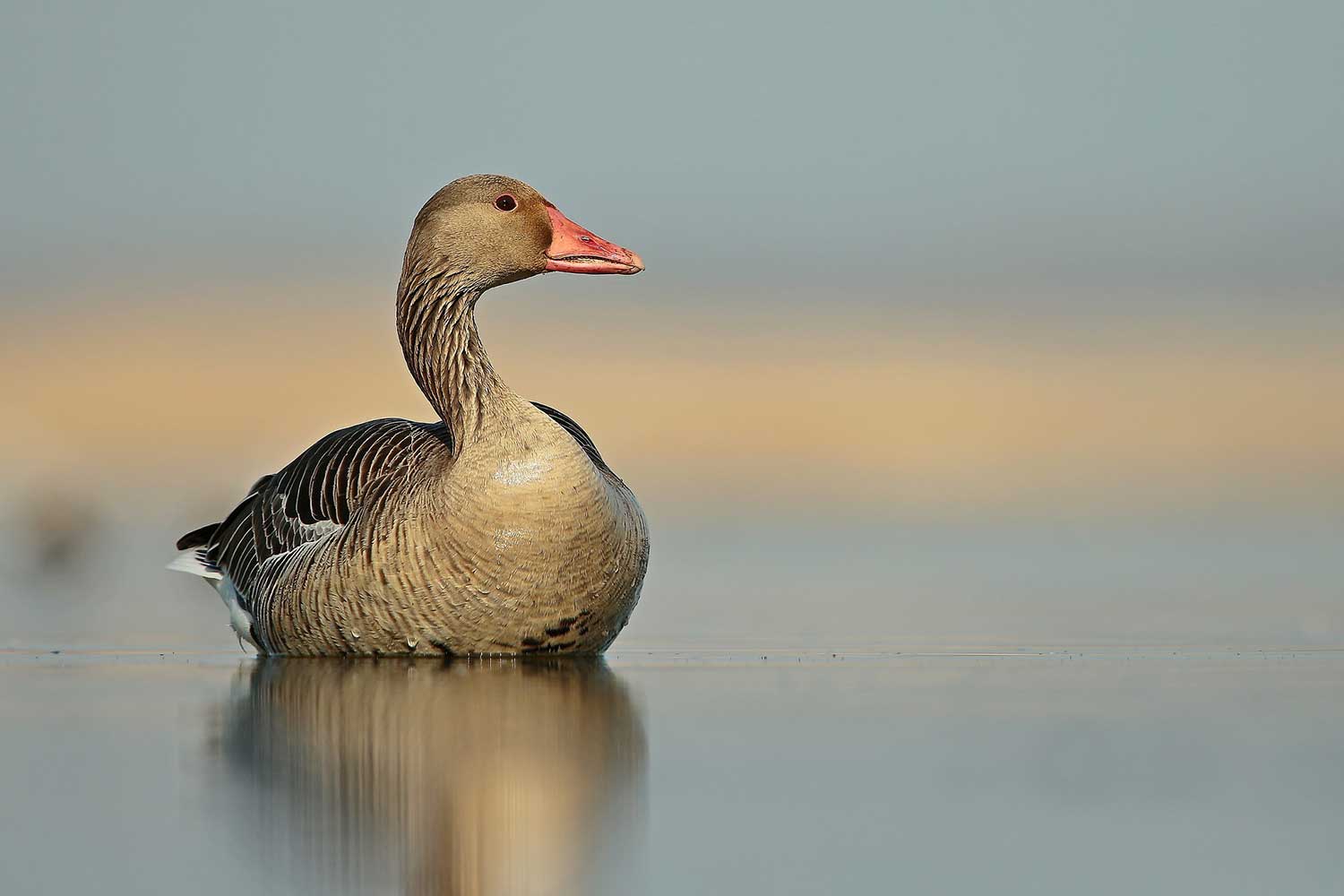 Hogya Istvan - Insearch.pk